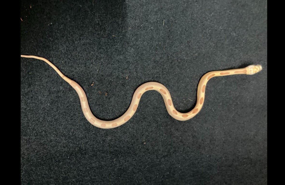 SERPENTE DEL GRANO ( CORN SNAKE) Lemon Stripe Cod.E103