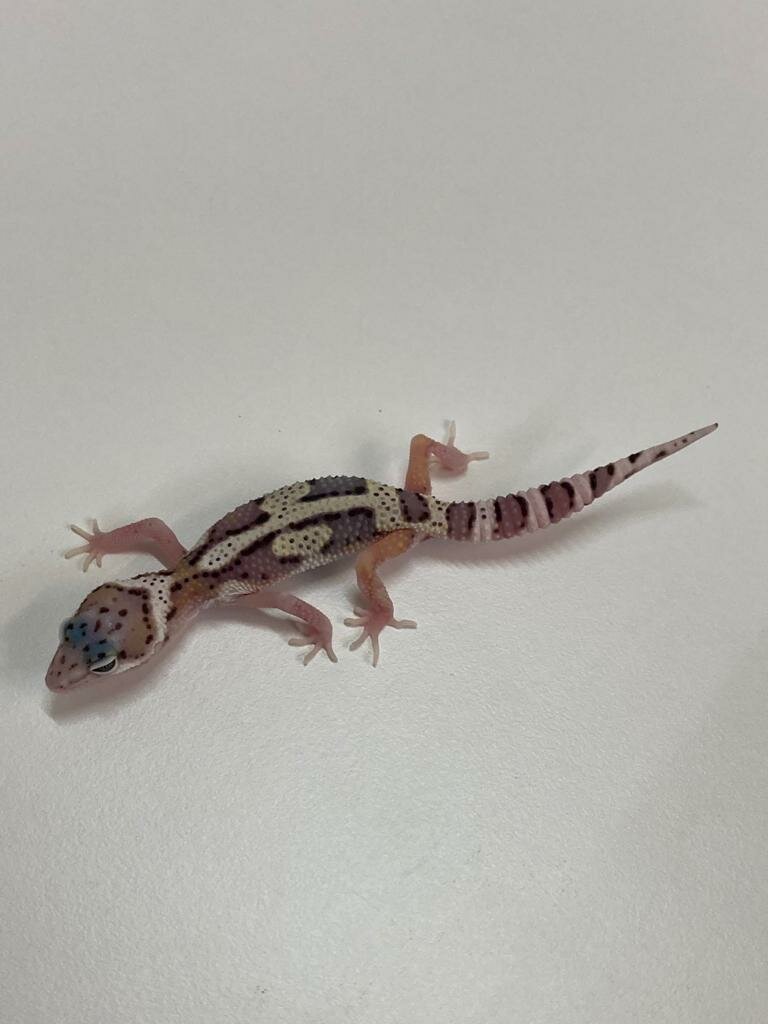 MACK SNOW HET RADAR Cod.44B