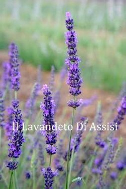 Vendita piante di lavanda, piante di lavanda vendita online, Vendita ...