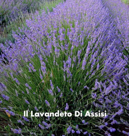 Vendita piante di lavanda, piante di lavanda vendita online, Vendita ...