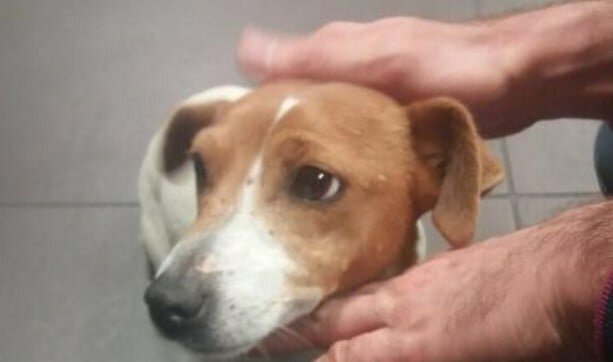 Adotti un cane? Sconto sulla Tari